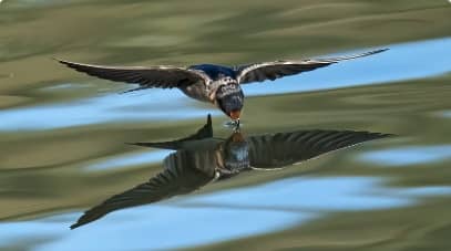 HANZAB Archives - BirdLife Australia