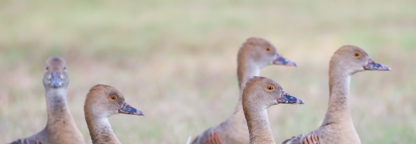 BirdLife Bundaberg - BirdLife Australia