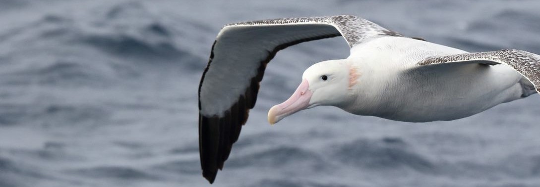 Australasian Seabird Group - BirdLife Australia