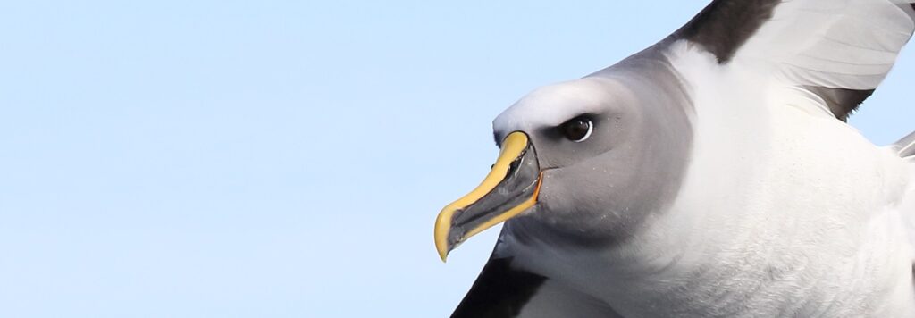 HANZAB - BirdLife Australia