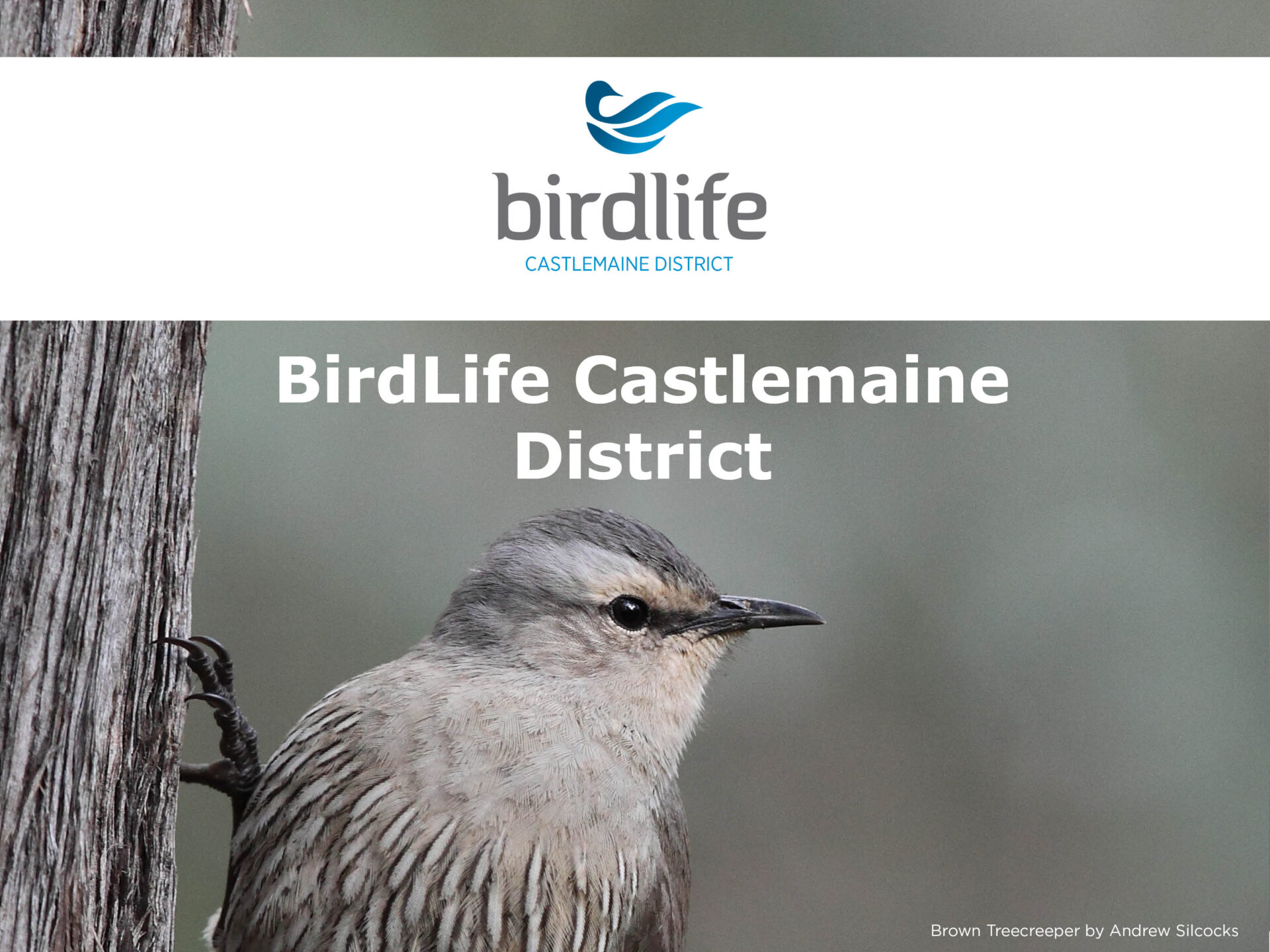 BirdLife Castlemaine District eNews December 2022 - BirdLife Australia