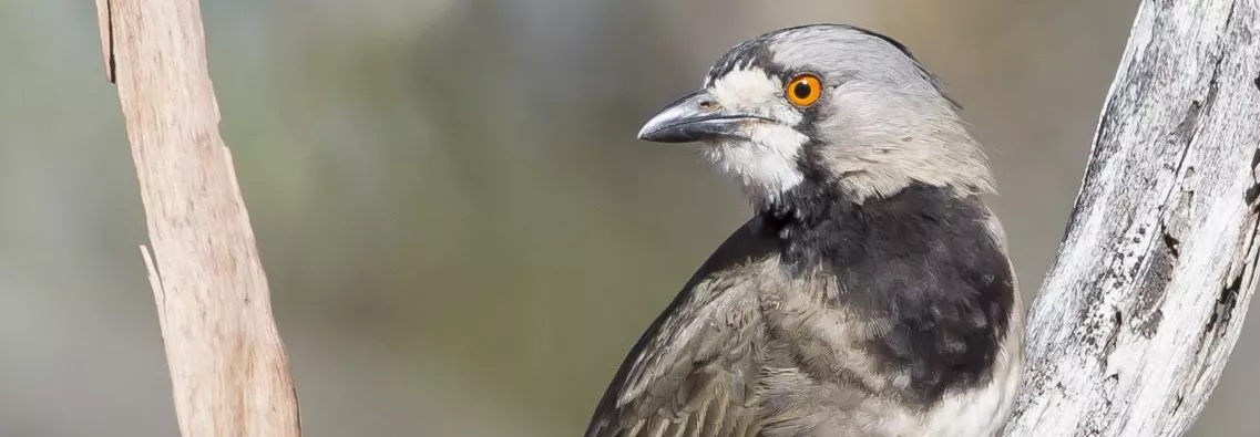 BirdLife Northern NSW - BirdLife Australia