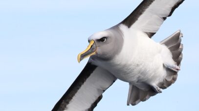 2024 Albatross Day - BirdLife Australia