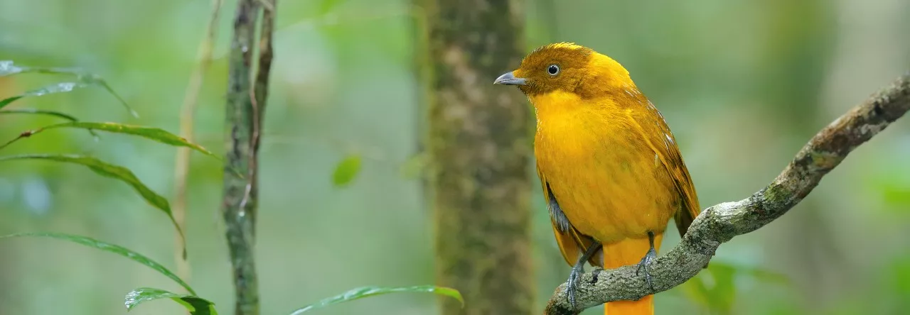 BirdLife Northern QLD - BirdLife Australia