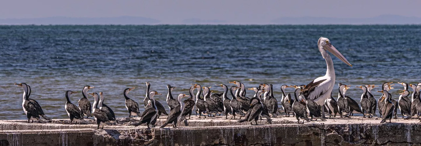BirdLife Mornington Peninsula - BirdLife Australia