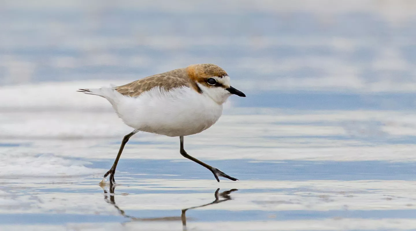 Beach-nesting Birds - BirdLife Australia