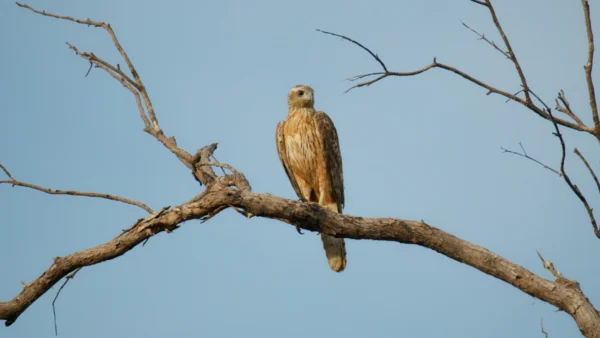 Red Goshawk - BirdLife Australia