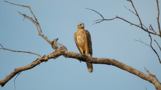Red Goshawk - BirdLife Australia