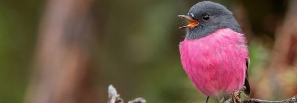 Pink Robin - BirdLife Australia