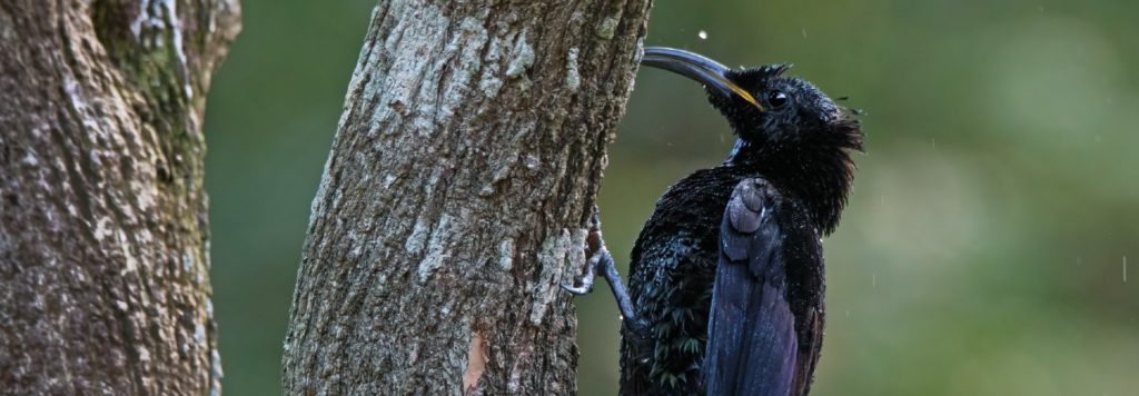 Paradise Riflebird - BirdLife Australia