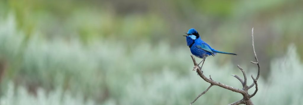 Splendid Fairy-wren - BirdLife Australia