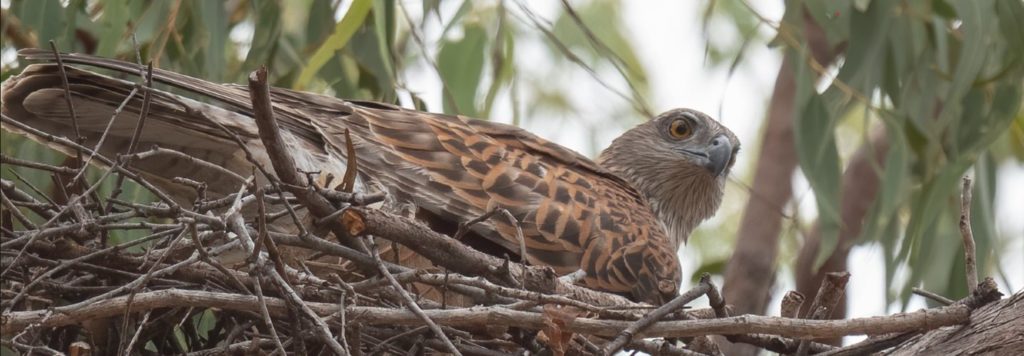 Red Goshawk - BirdLife Australia