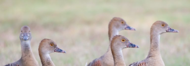 Plumed Whistling-Duck - BirdLife Australia