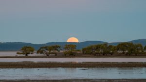Save Toondah Harbour - BirdLife Australia
