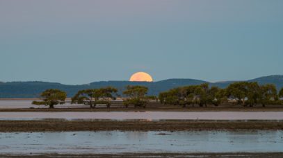 Save Toondah Harbour - BirdLife Australia