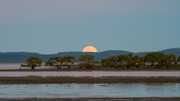 Save Toondah Harbour - BirdLife Australia