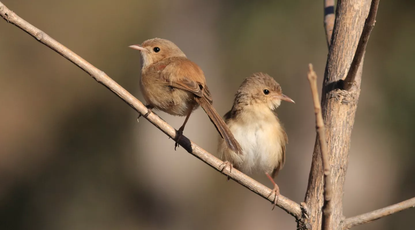 Bird of the Month Red-backed Fairy-wren - BirdLife Australia