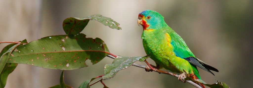 Swift Parrot - BirdLife Australia