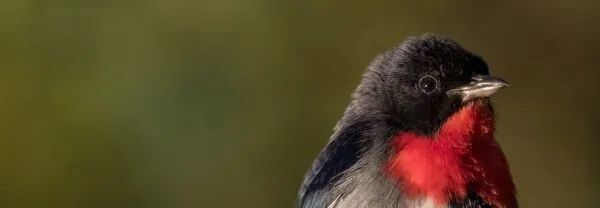 Mistletoebird - BirdLife Australia