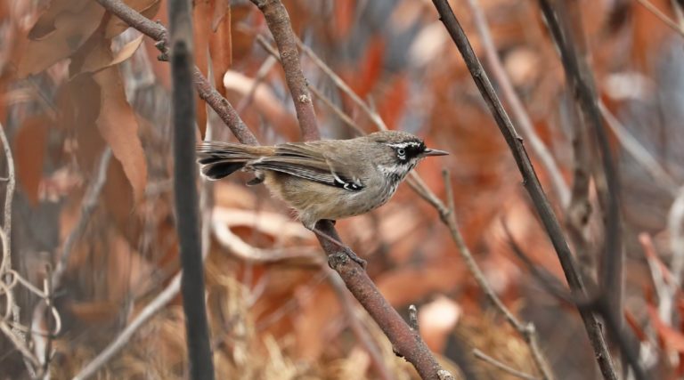 Kangaroo Island Bushfire Recovery - BirdLife Australia