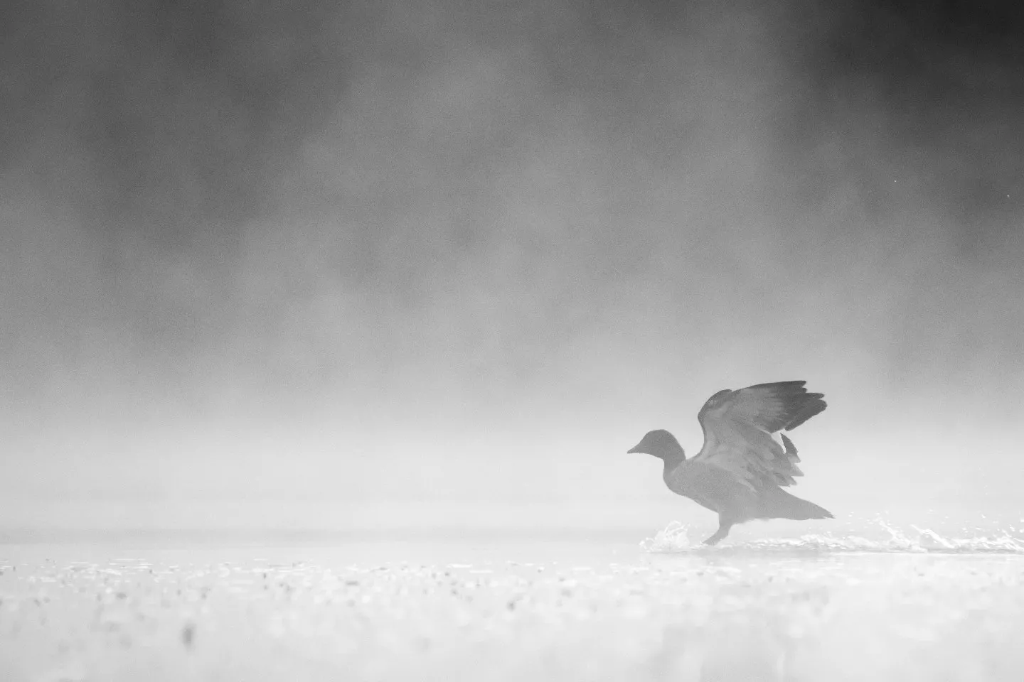 2022 BirdLife Australia Photography Awards - BirdLife Australia