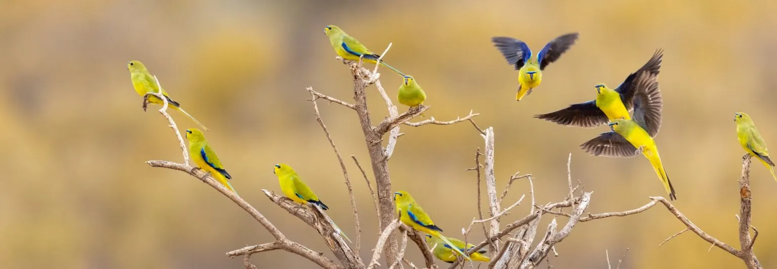 BirdLife Australia Team - BirdLife Australia