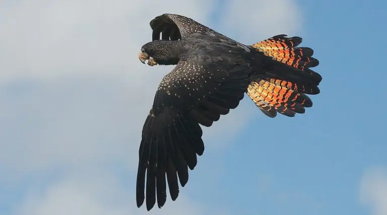 Red-tailed Black-Cockatoo - BirdLife Australia