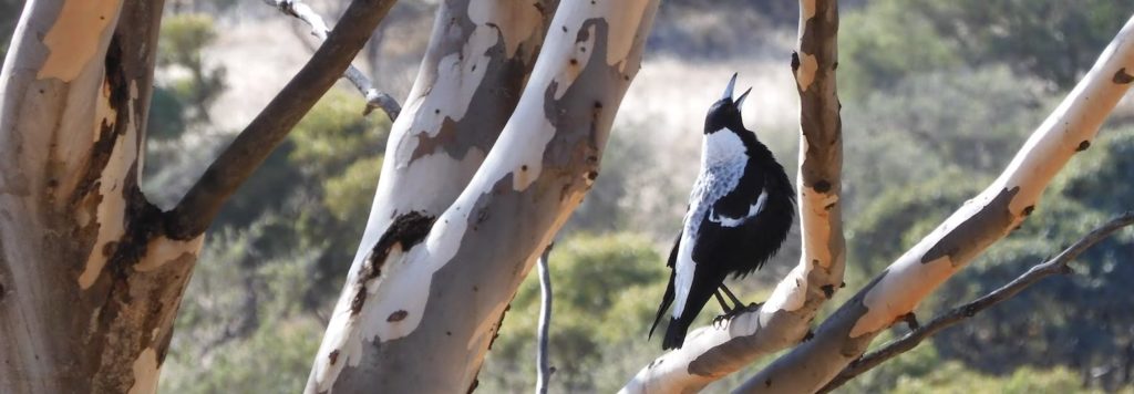 Australian Magpie - BirdLife Australia