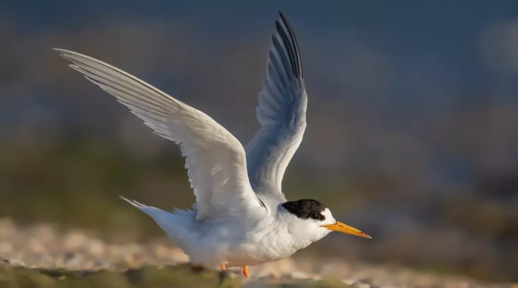 Threatened Small Terns - BirdLife Australia