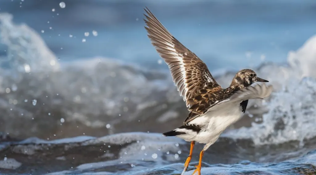 Bird counts and surveys - BirdLife Australia