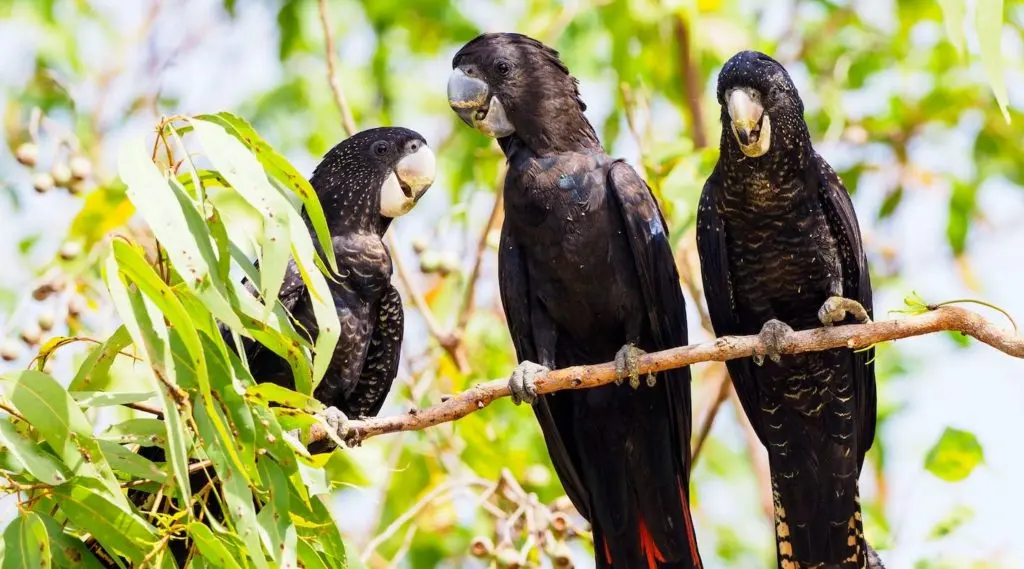 Red-tailed Black-Cockatoo - BirdLife Australia