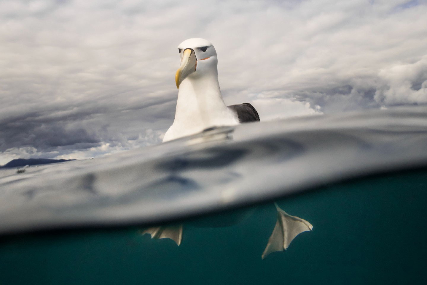 July bird of the month: Shy Albatross - BirdLife Australia