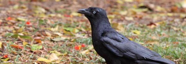 Torresian Crow - BirdLife Australia