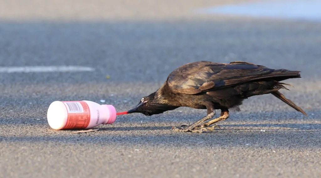 Torresian Crow - BirdLife Australia