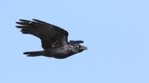Torresian Crow - BirdLife Australia
