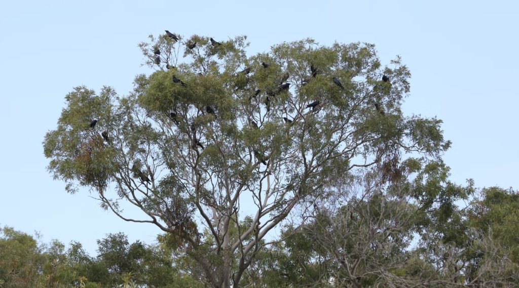 Torresian Crow - BirdLife Australia