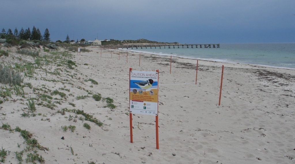Protecting birds on the beach - BirdLife Australia