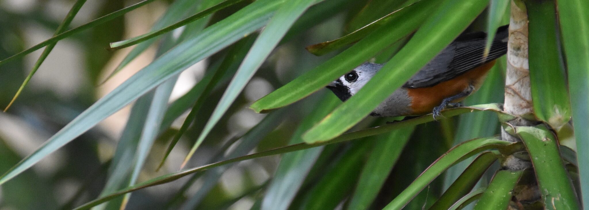 Birds to look out for in February Birds to look out for in February ...