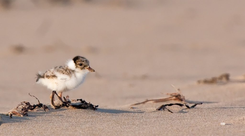 Sharing the shore with our beach-nesting birds - BirdLife Australia