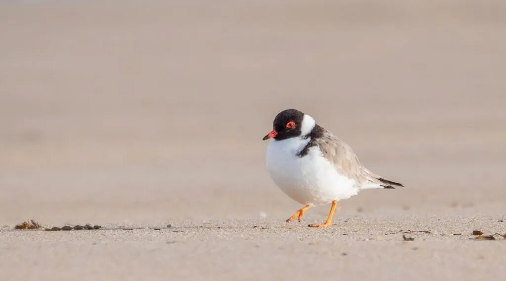 Hooded Plover - BirdLife Australia
