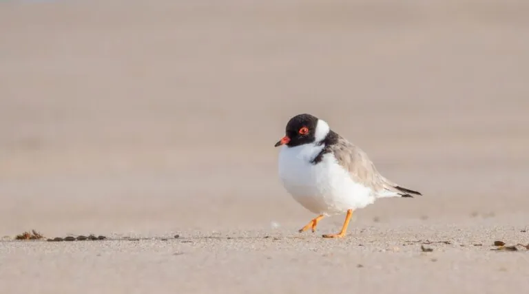 Hooded Plover - BirdLife Australia