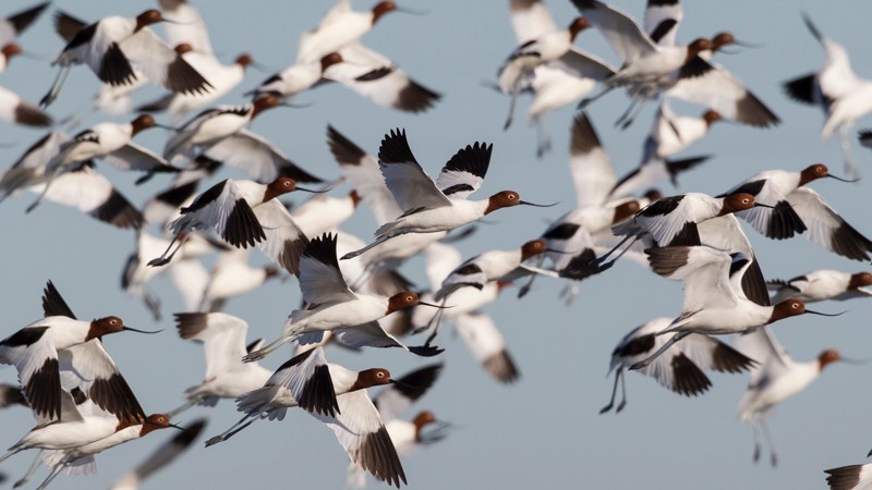 BirdLife Melbourne - BirdLife Australia