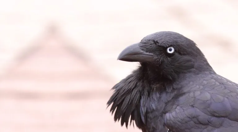 Australian Raven - BirdLife Australia