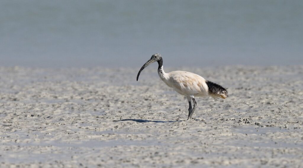 Australian White Ibis - BirdLife Australia