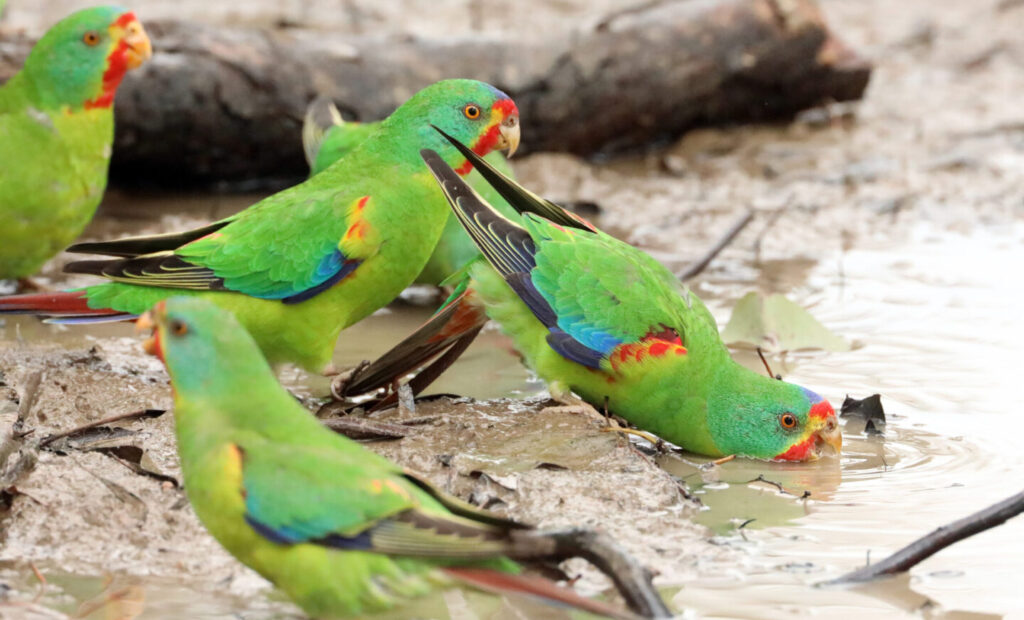 Swift Parrot Search Paradigm Swift - BirdLife Australia
