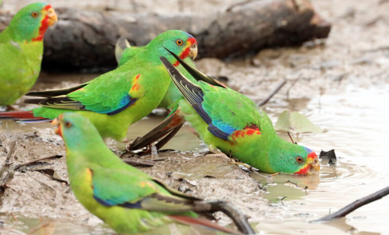 Swift Parrot Search Paradigm Swift - BirdLife Australia