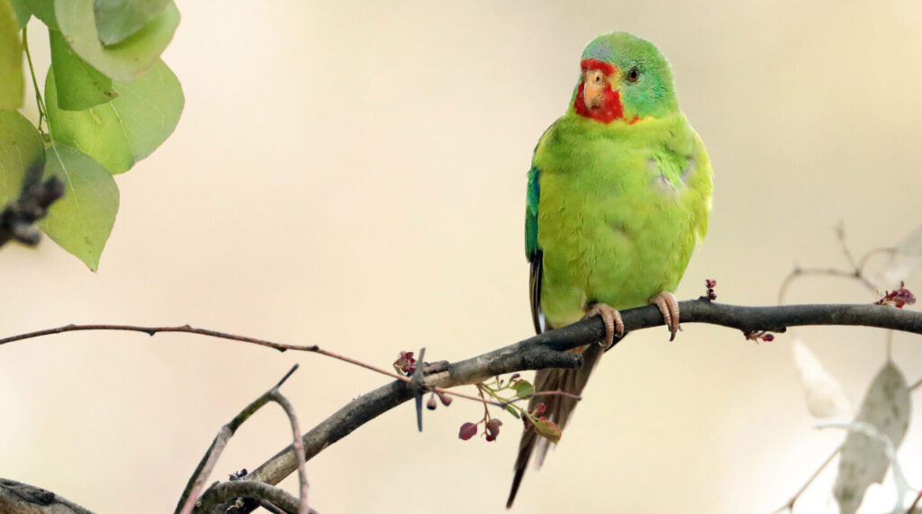 Swift Parrot Search Paradigm Swift - BirdLife Australia