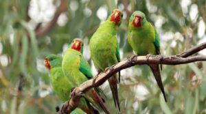 Swift Parrot Search Paradigm Swift - BirdLife Australia
