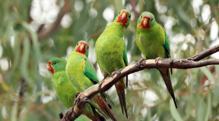 Swift Parrot Search Paradigm Swift - BirdLife Australia