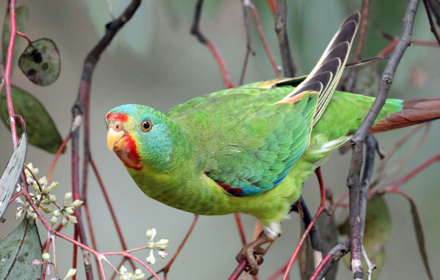 Swift Parrot Search Paradigm Swift - BirdLife Australia